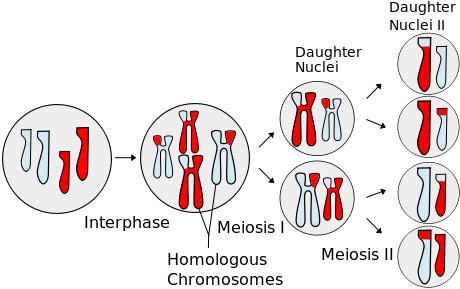 telophase,,rot(第19页)_大山谷图库