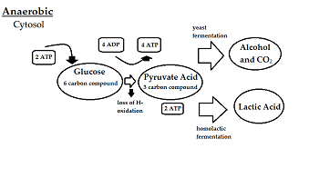 anaerobic,ions,alveo(第8页)_大山谷图库