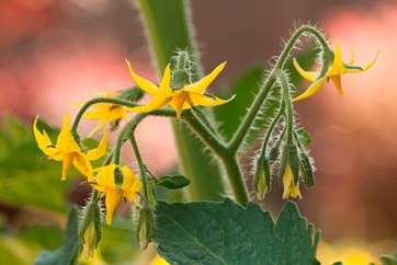 plantstomata-千图网